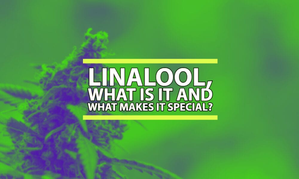 Linalool, What Is It and What Makes It Special? – Stoner Boston ...